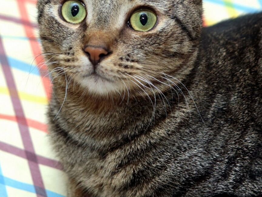 Кошка в дар