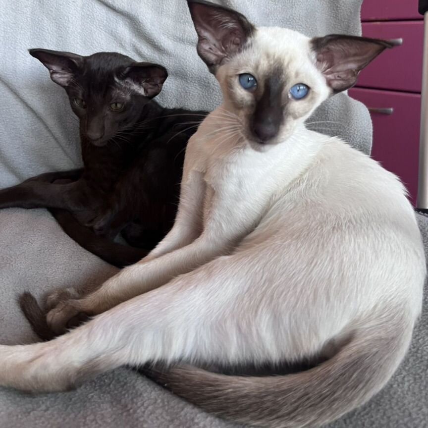 Ориентальная красавица в самые лучшие ручки