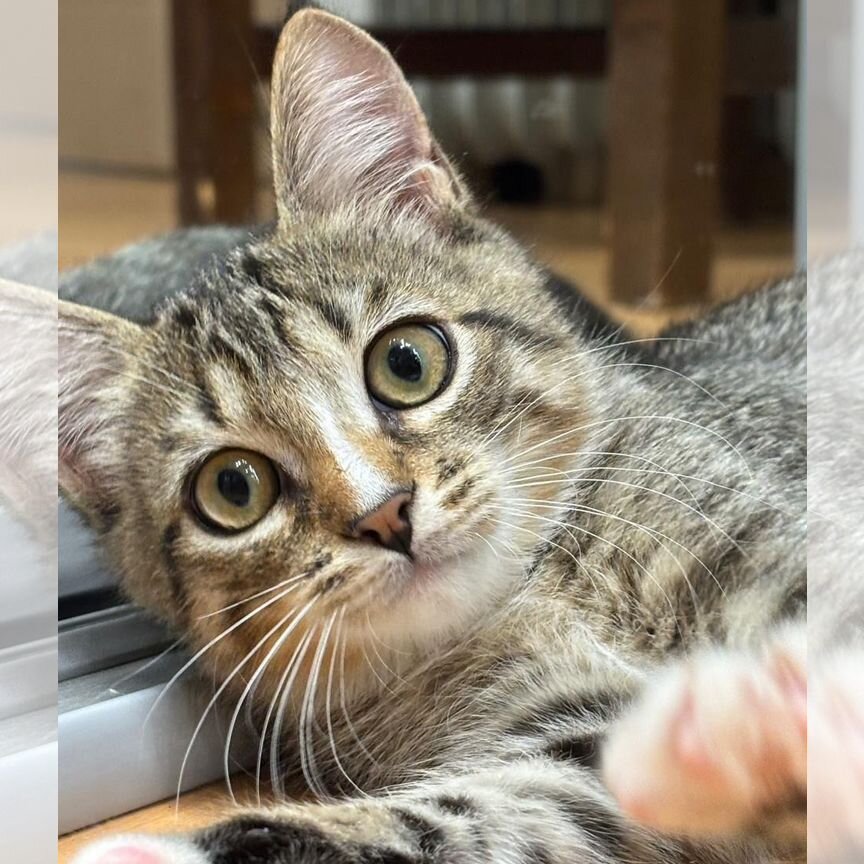 Котёнок в добрые руки