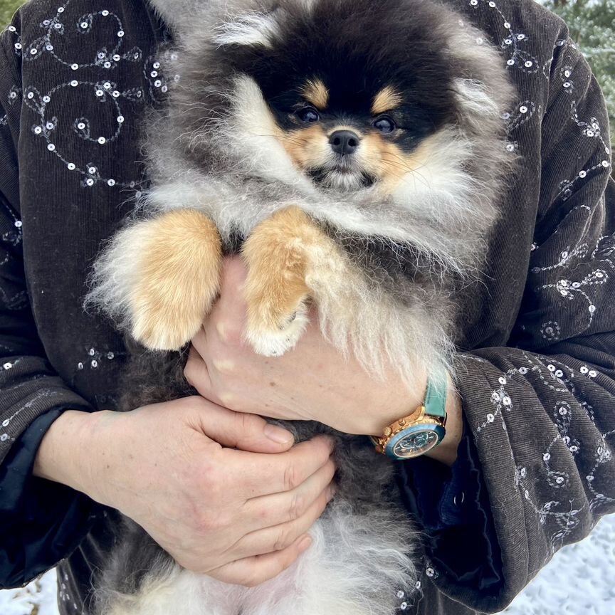 Померанский шпиц девочка