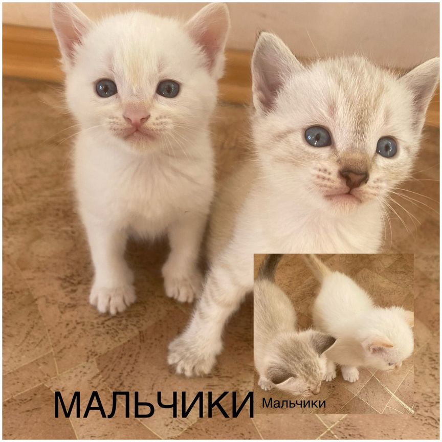 Котята в добрые руки бесплатно