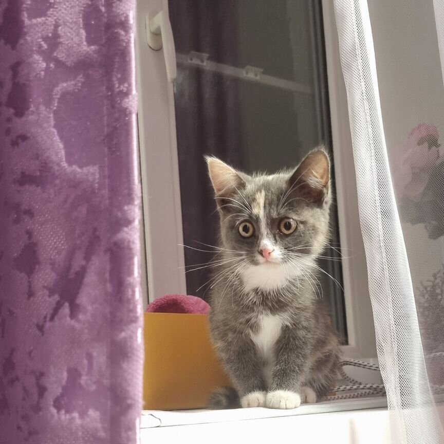 Отдам в добрые руки котенка