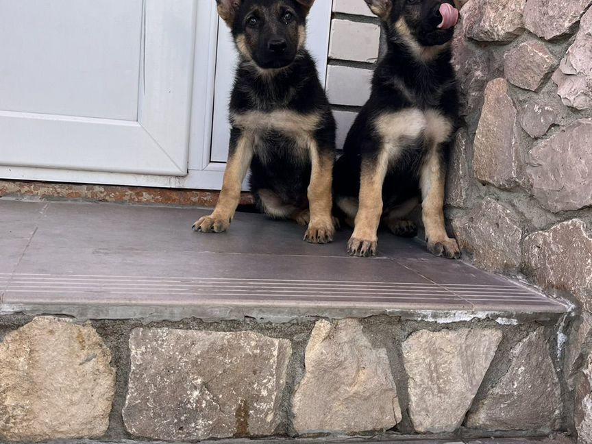 Щенки немецкой овчарки старотипные