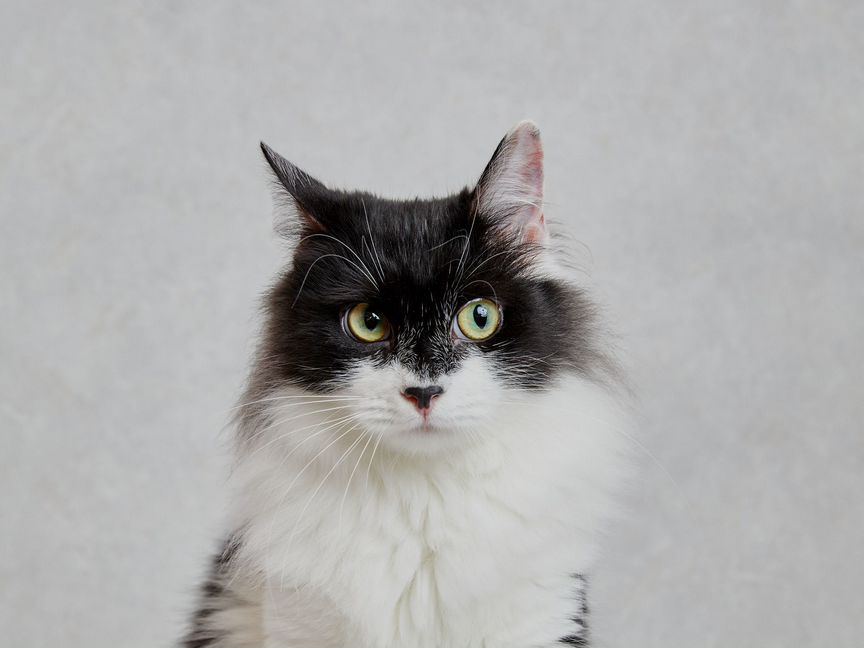 Кошечка Рокси ищет дом