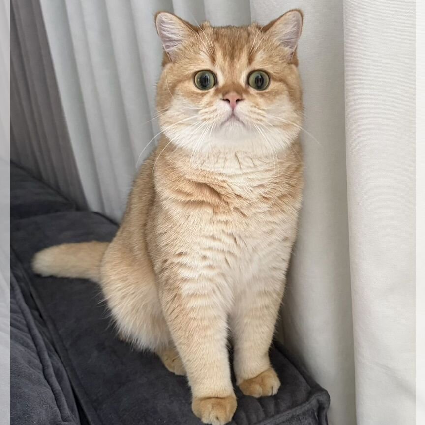 Британский короткошёрстный котёнок