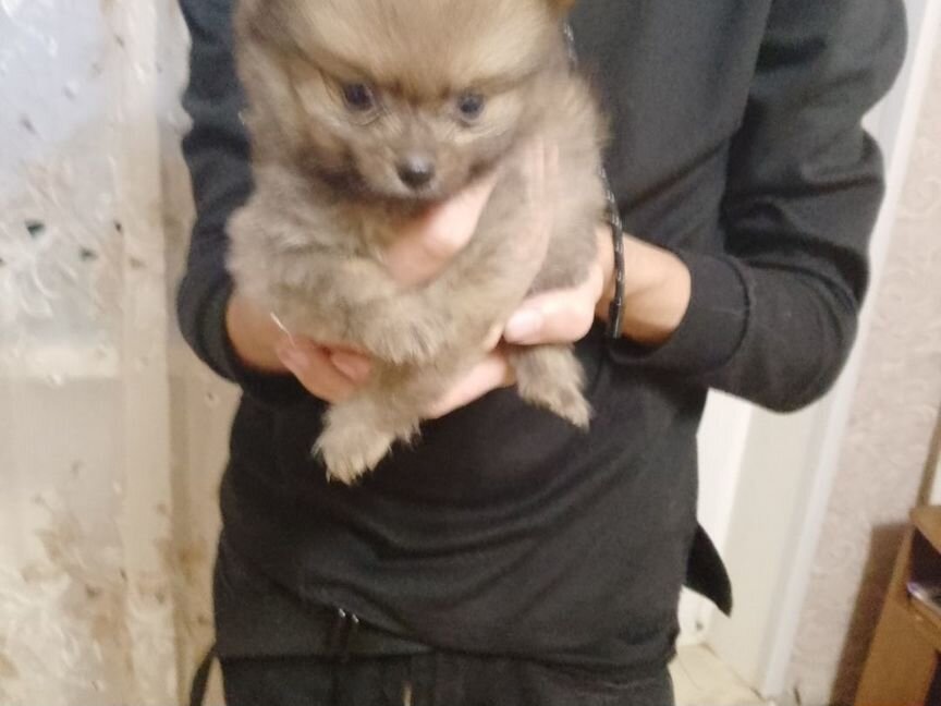 Щенки шпица