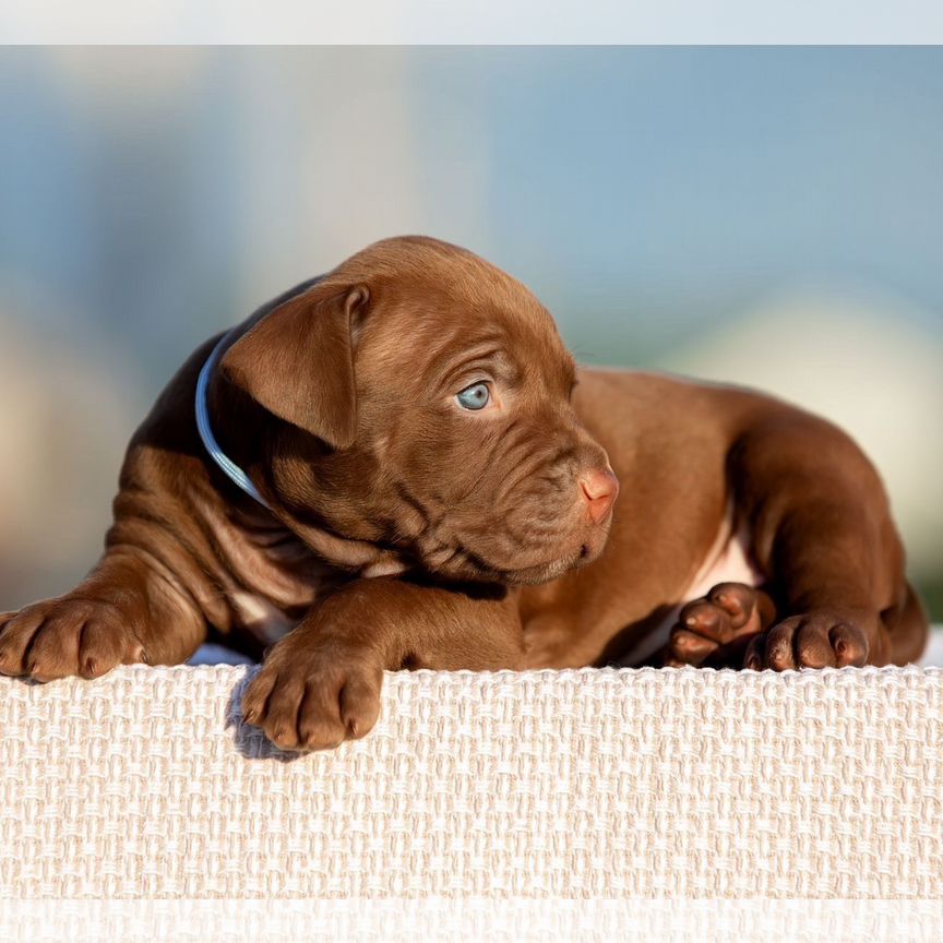 Прайтер, щенок