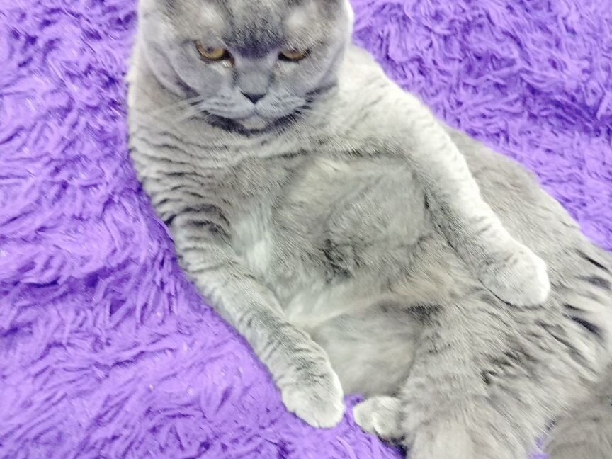 Отдам кошку в добрые руки
