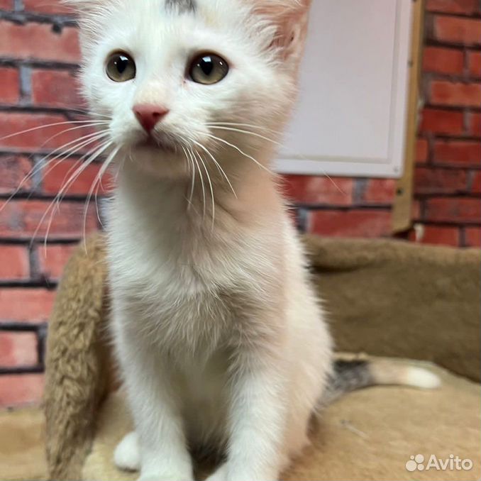 Котенок девочка Стеша 3 мес ищет дом