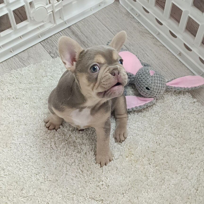 Французский бульдог, щенок