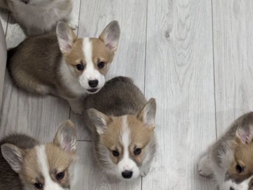 Вельш-корги пемброк