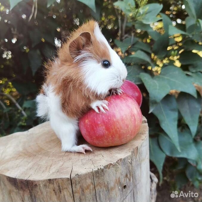 Разные морские свинки