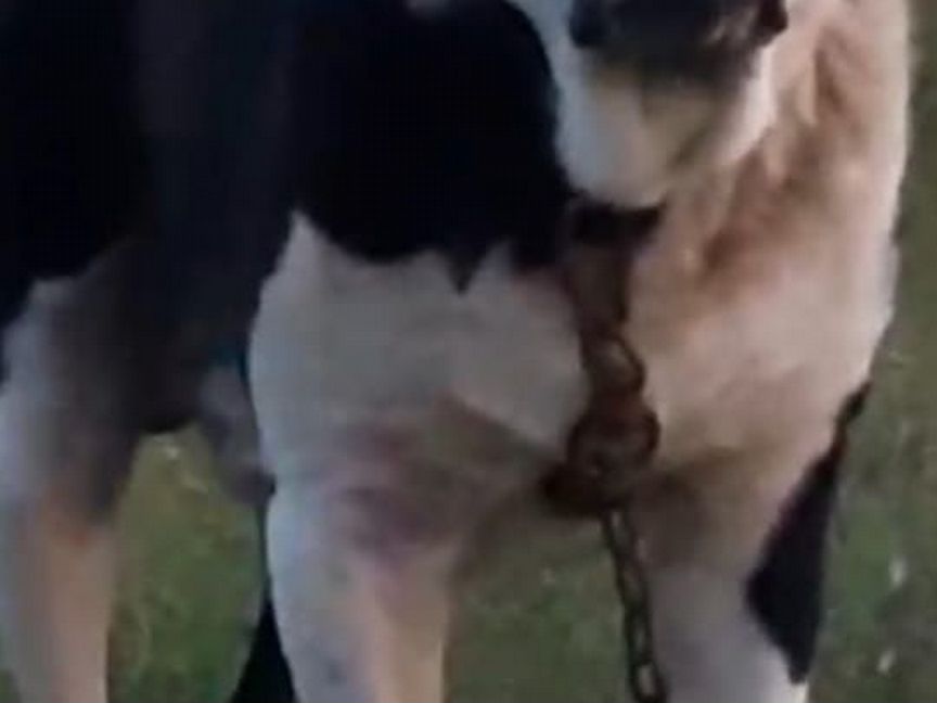 Среднеазиатская овчарка алабай щенки