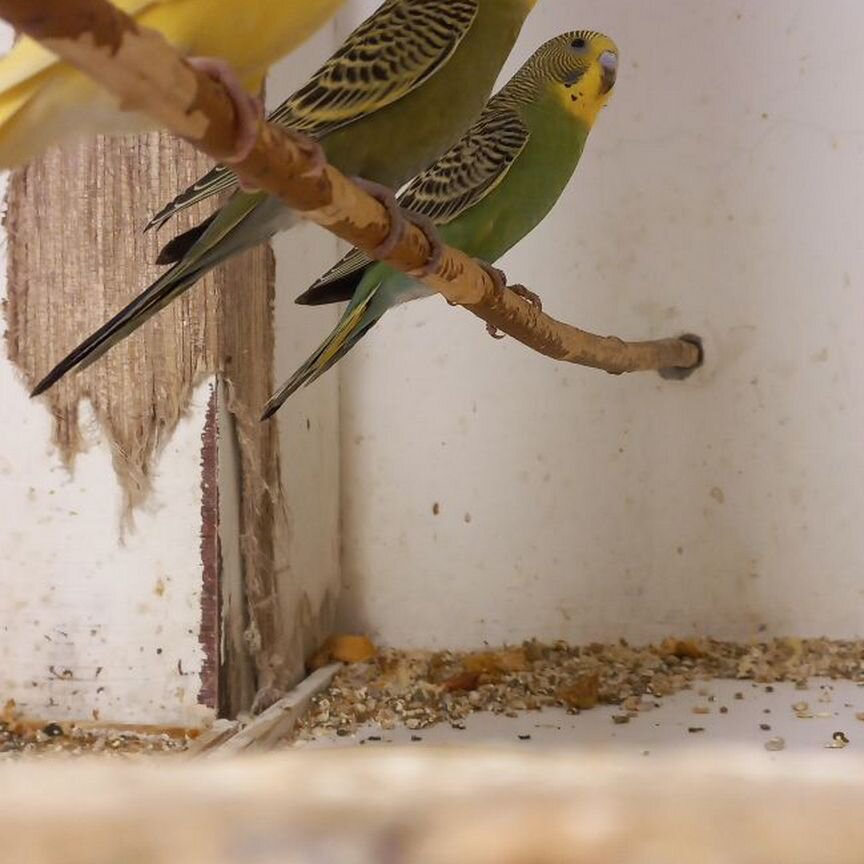 Волнистый попугай