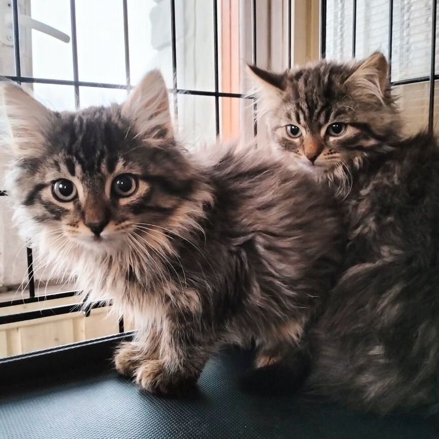 Сибирские, ручные котята мальчики спасли с дач