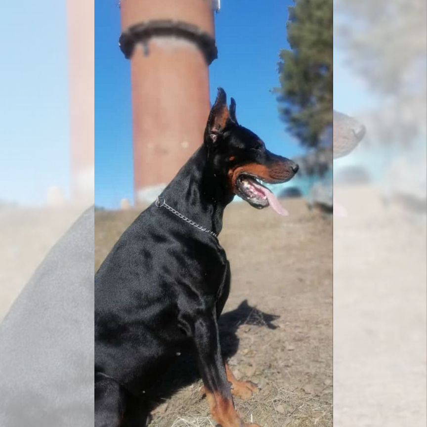 Доберман, вязка