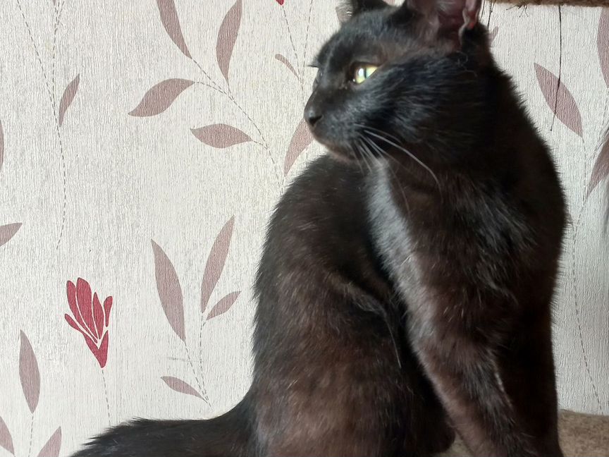 Кот б/п