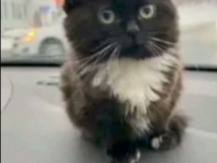 Сибирская кошка