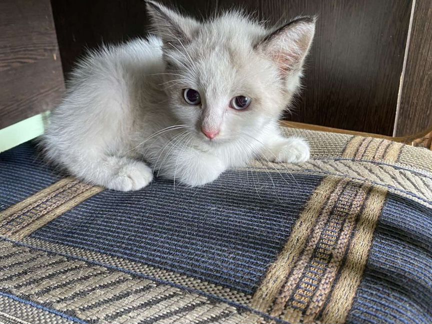 Кошка в дар