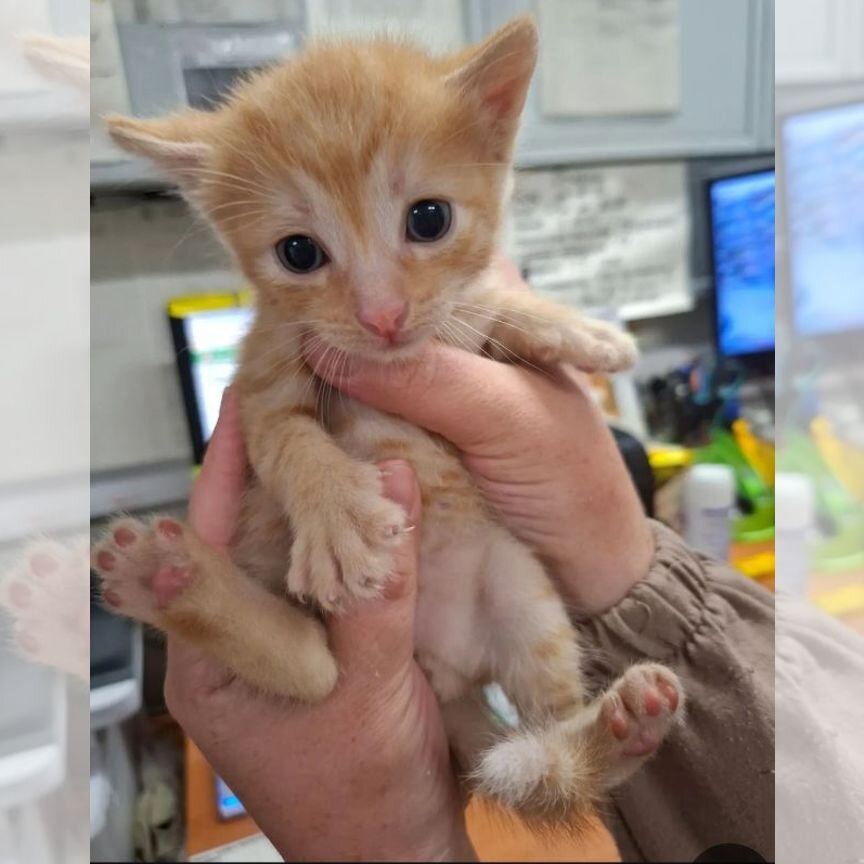 Котёнок в добрые руки
