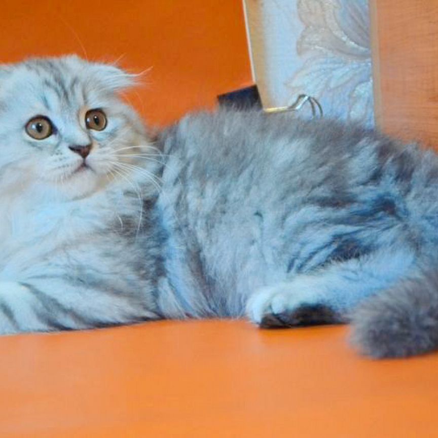 Шотландская кошечка 4 мес в хорошие руки
