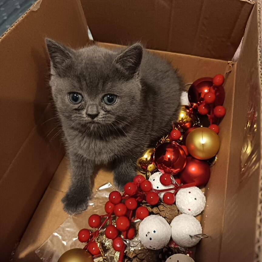 Британский короткошёрстный котёнок
