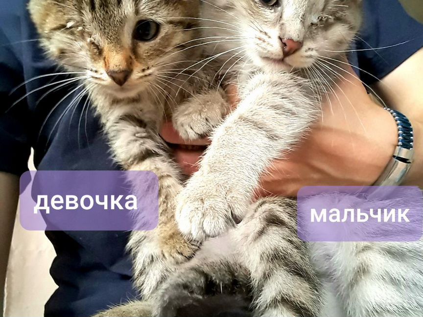 Котята в добрые руки