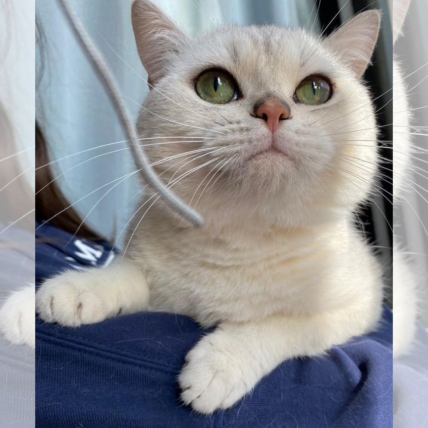 Британский короткошёрстный кот, взрослый