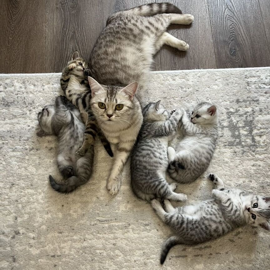 Шотландские котята