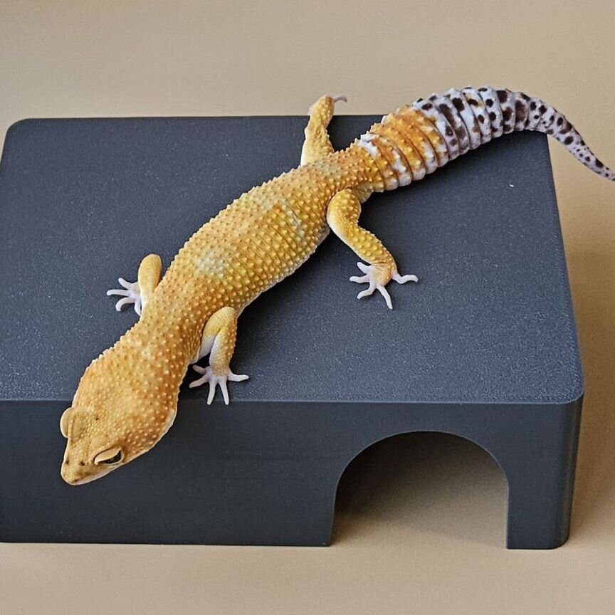 Укрытие для эублефара и пр