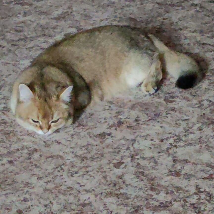 Шотландская кошечка вязка