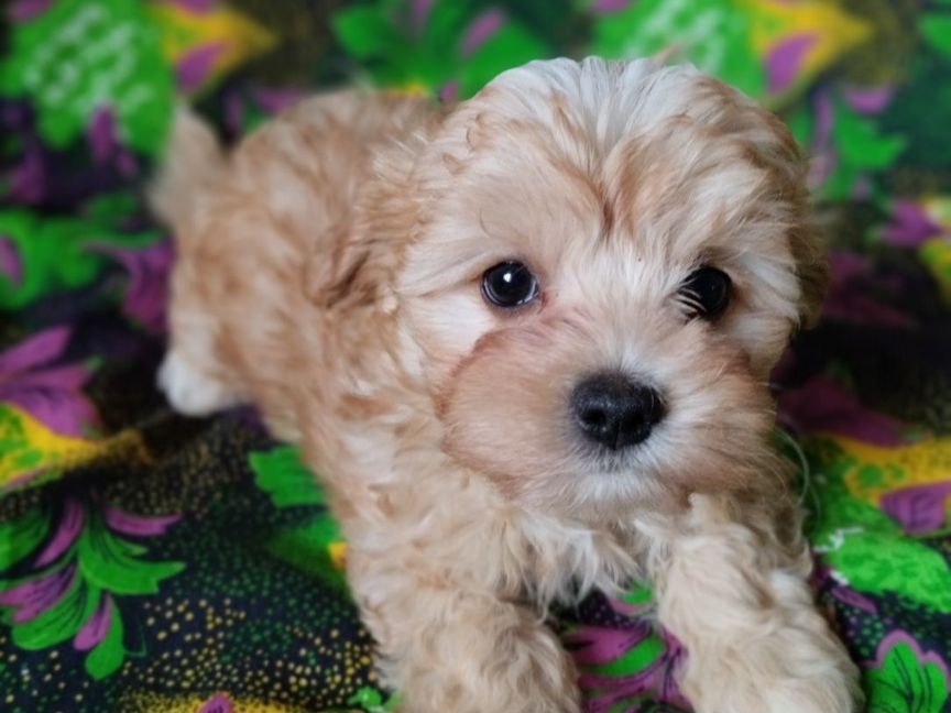 Мальтипу мини с метрикой.Клубные щенки