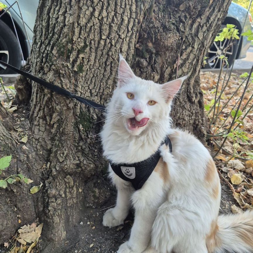 Мейн-кун, Котёнок, 8 месяцев