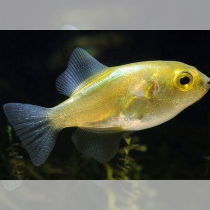 Тетраодон золотой 2шт