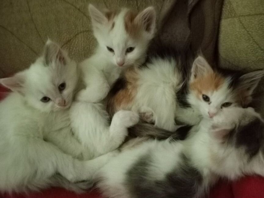 Кошка в дар бесплатно