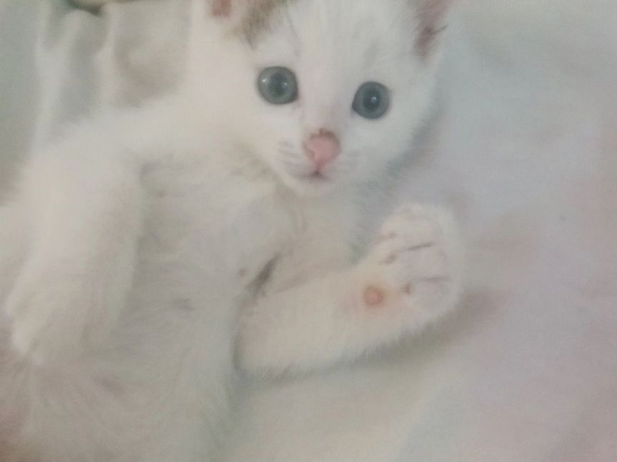 Отдам бесплатно котенка 2месеца детей любит