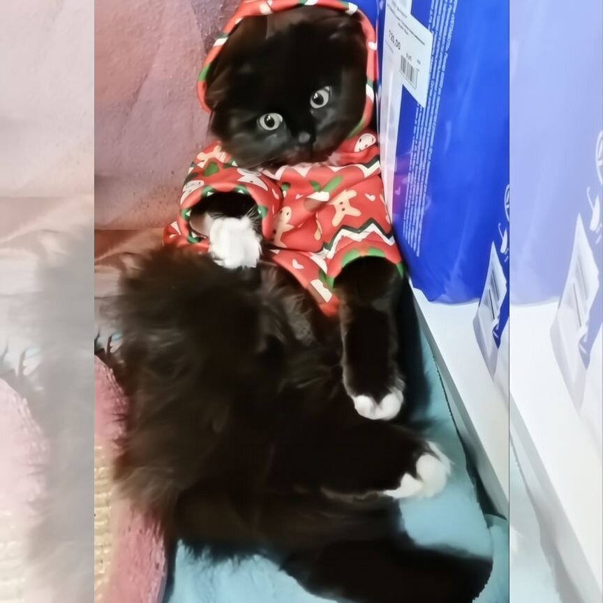 Котёнок в добрые руки