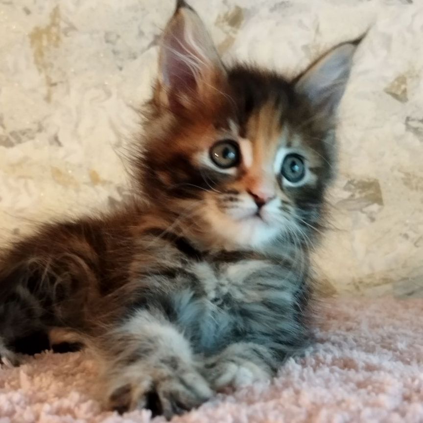 Мейн-кун котёнок