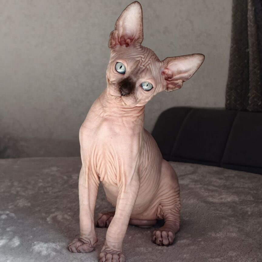 Канадский сфинкс котёнок