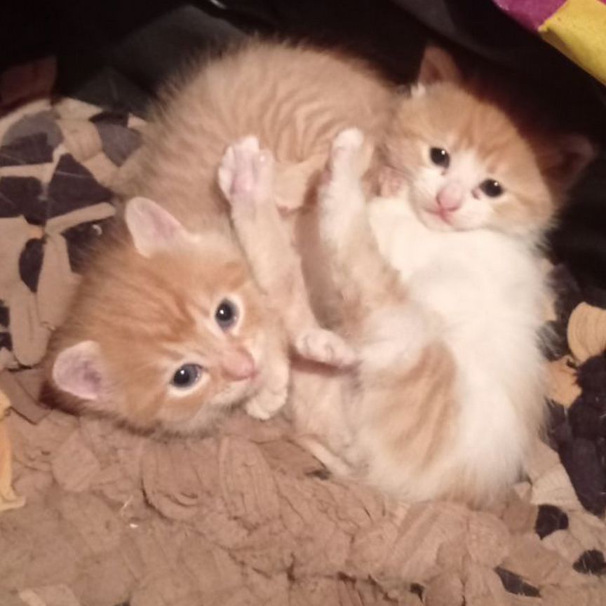 Рыжий котенок в добрые руки бесплатно