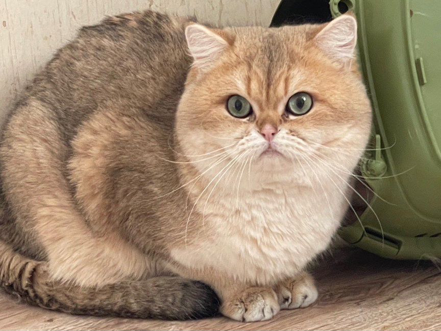 Британская золотая шиншилла