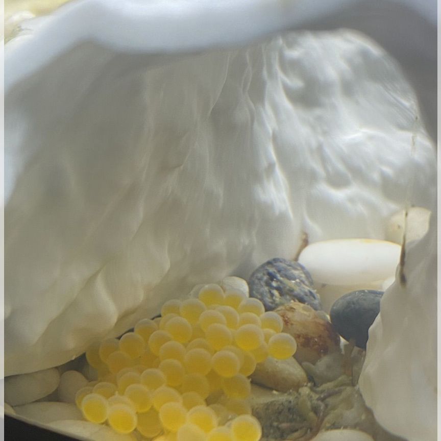 Икра анцитруса сома