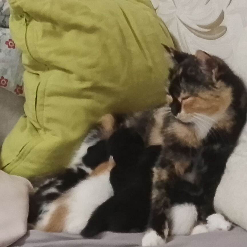 Котята отдам в добрые руки бесплатно