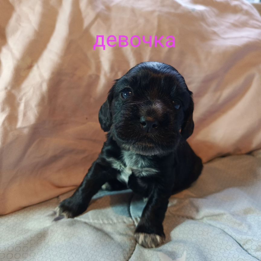 Щенки кокер спаниеля