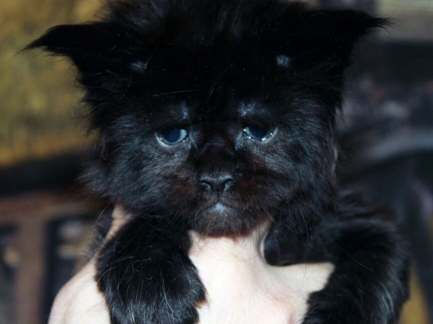 Мейн-кун мальчик чёрный солид