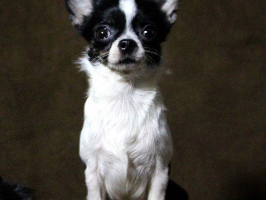 Мини девчонка