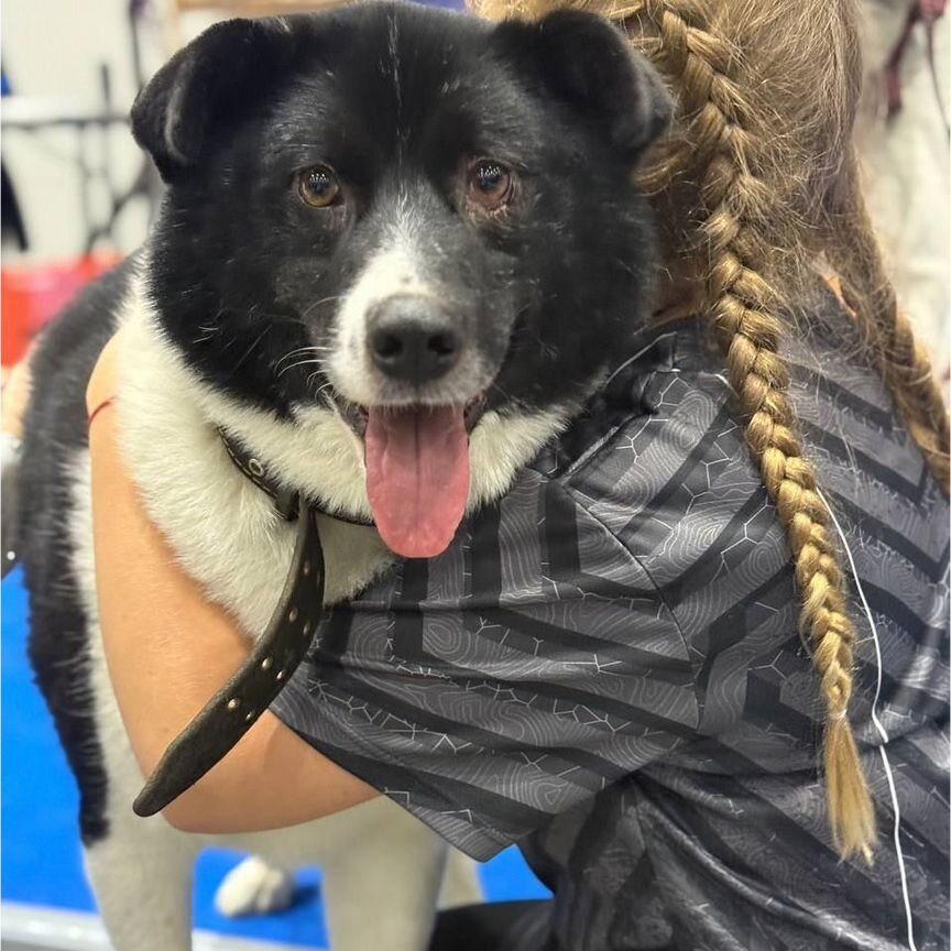 Взрослая собака в добрые руки