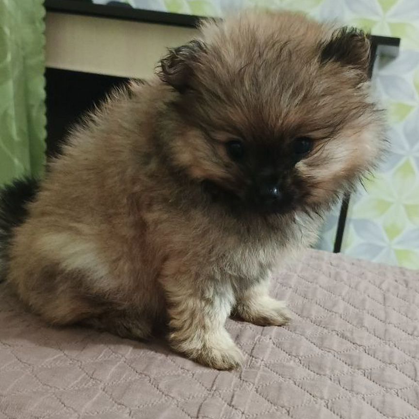 Померанский шпиц, щенок