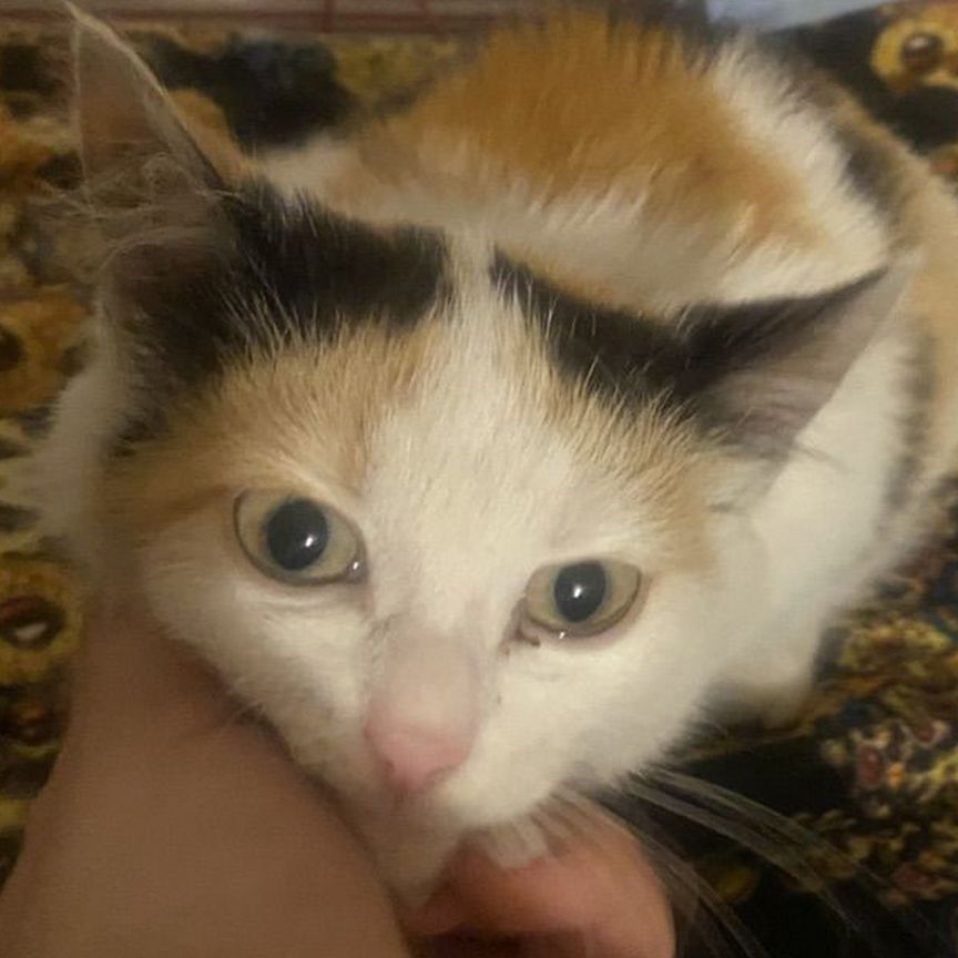 Котенок 3 месяца девочка трехцветка