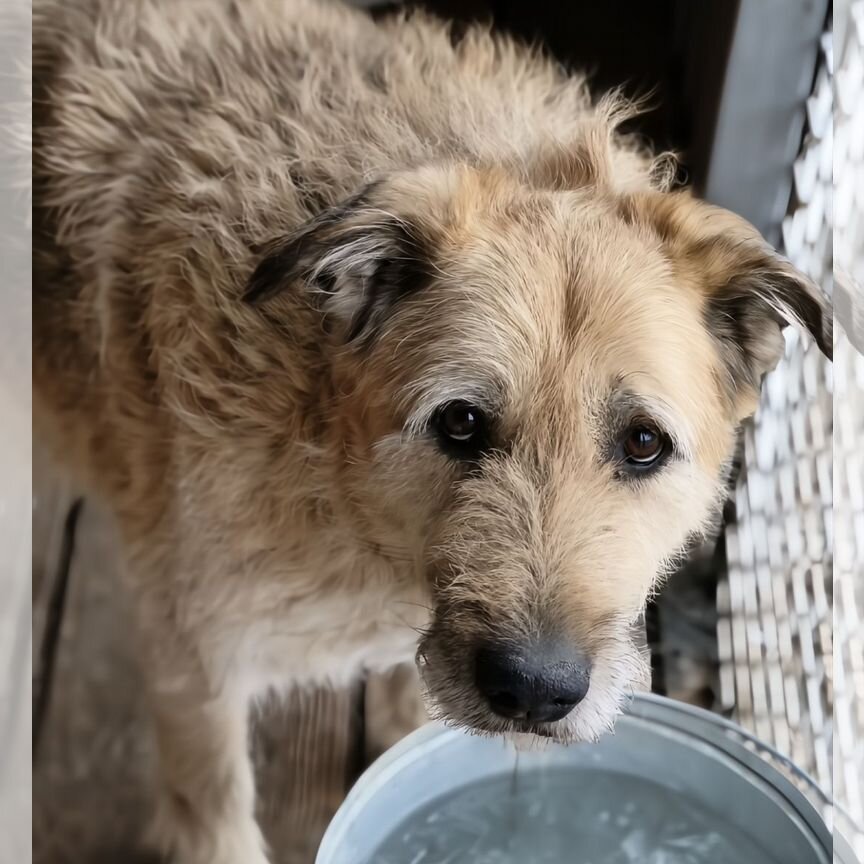 Взрослый пёс в добрые руки